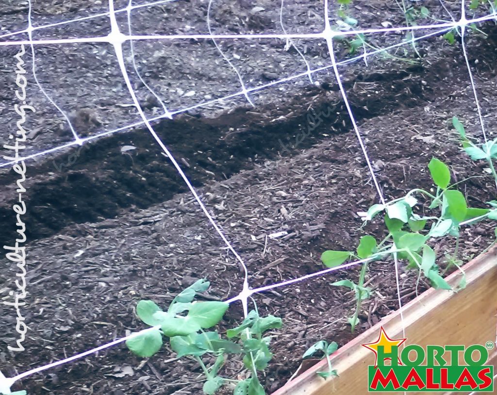 Horticulture Netting is what you need for Vegetable Plant Support...